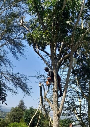 Tree Felling Pinetown | KwaZulu Natal, SA | +27 60 073 1952